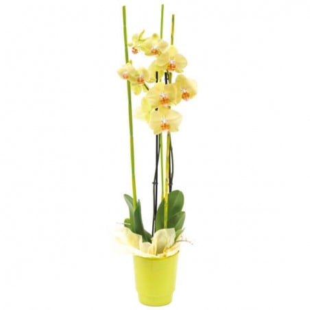 Orchidée jaune double branche | livraison de plantes 7j/7 en 4h - L ...