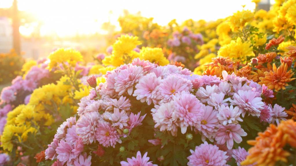 Quelles Fleurs Acheter en Octobre ? Guide Complet, Astuces et Sélection ...