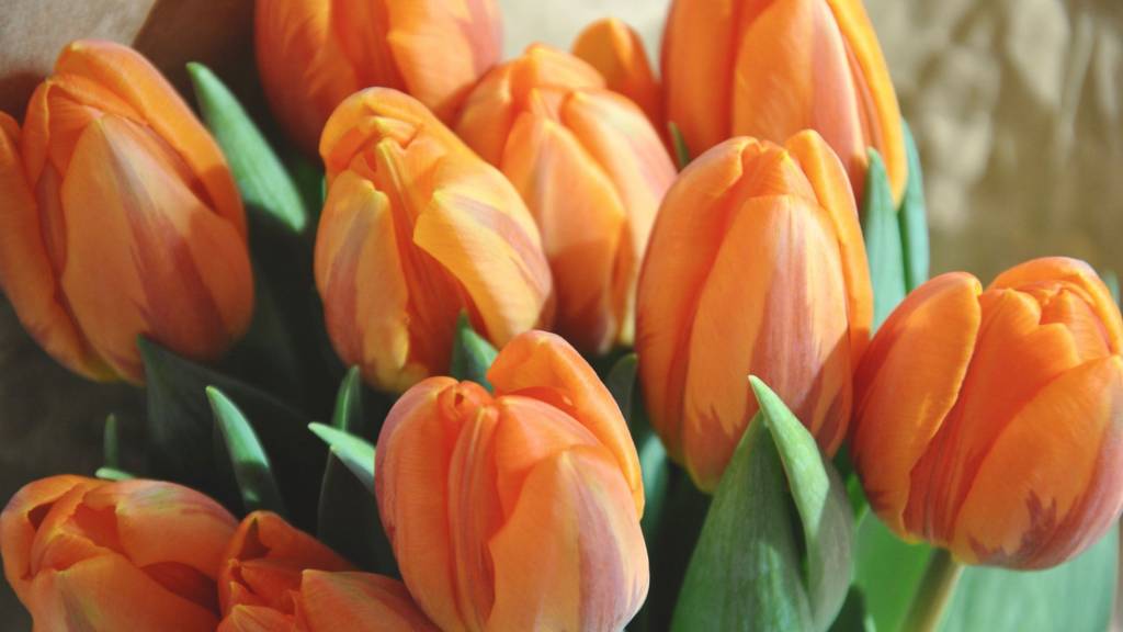 Fleurs oranges : meilleures variétés pour un jardin éclatant