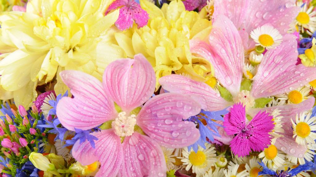 Top 10 des plus belles fleurs d'été : Guide complet